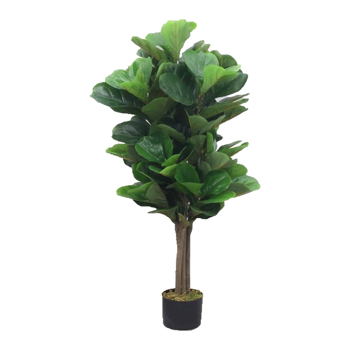 Fiddle Leaf Fig – Plant | Get ReFurnished