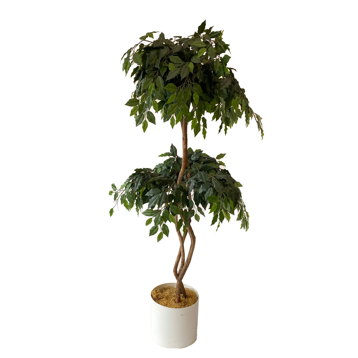 Ficus Topiary – Plant | Get ReFurnished